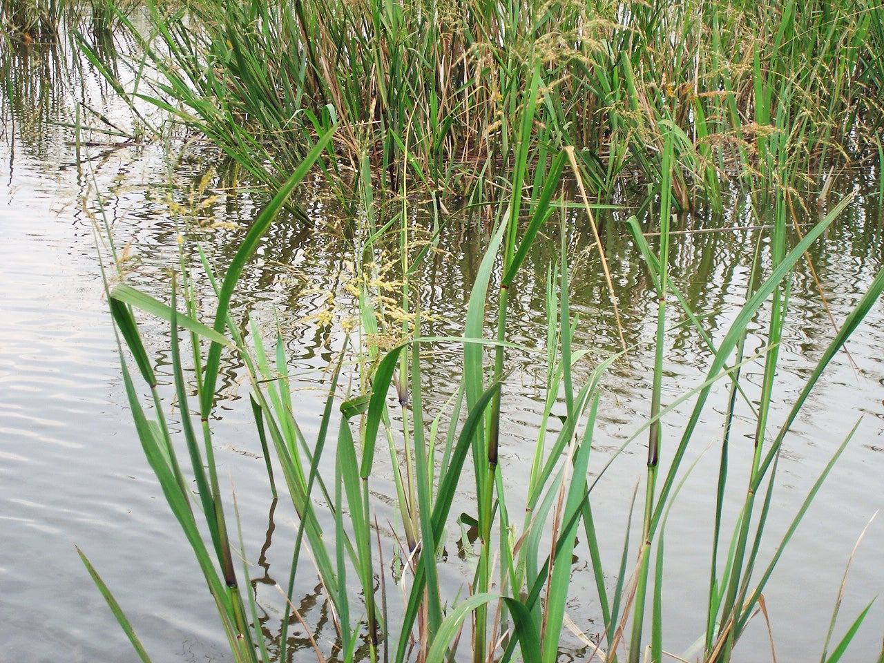Emergent Aquatic Plants | Outdoor Alabama